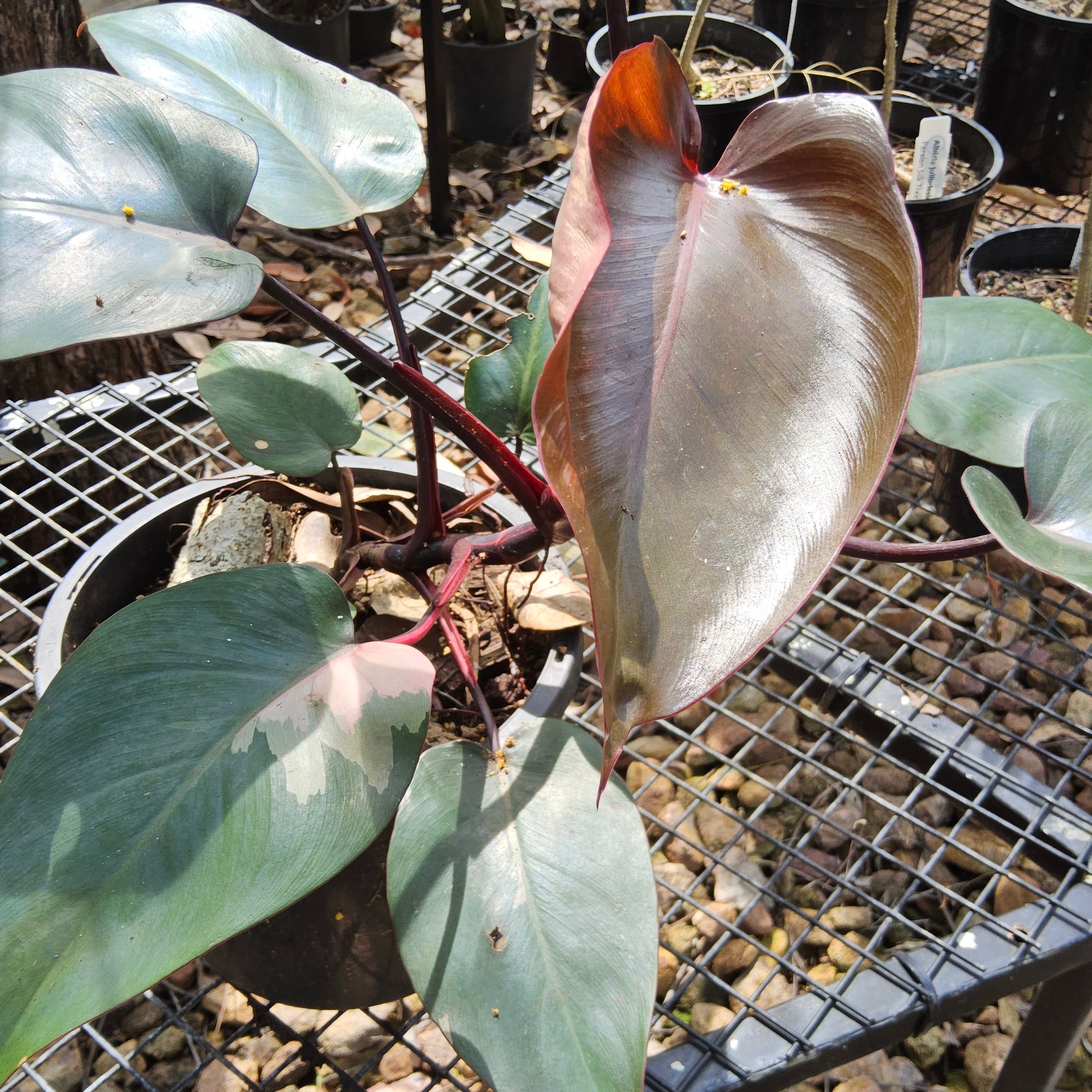 Philodendron Pink Princess 200mm Squat | Norgate Nursery