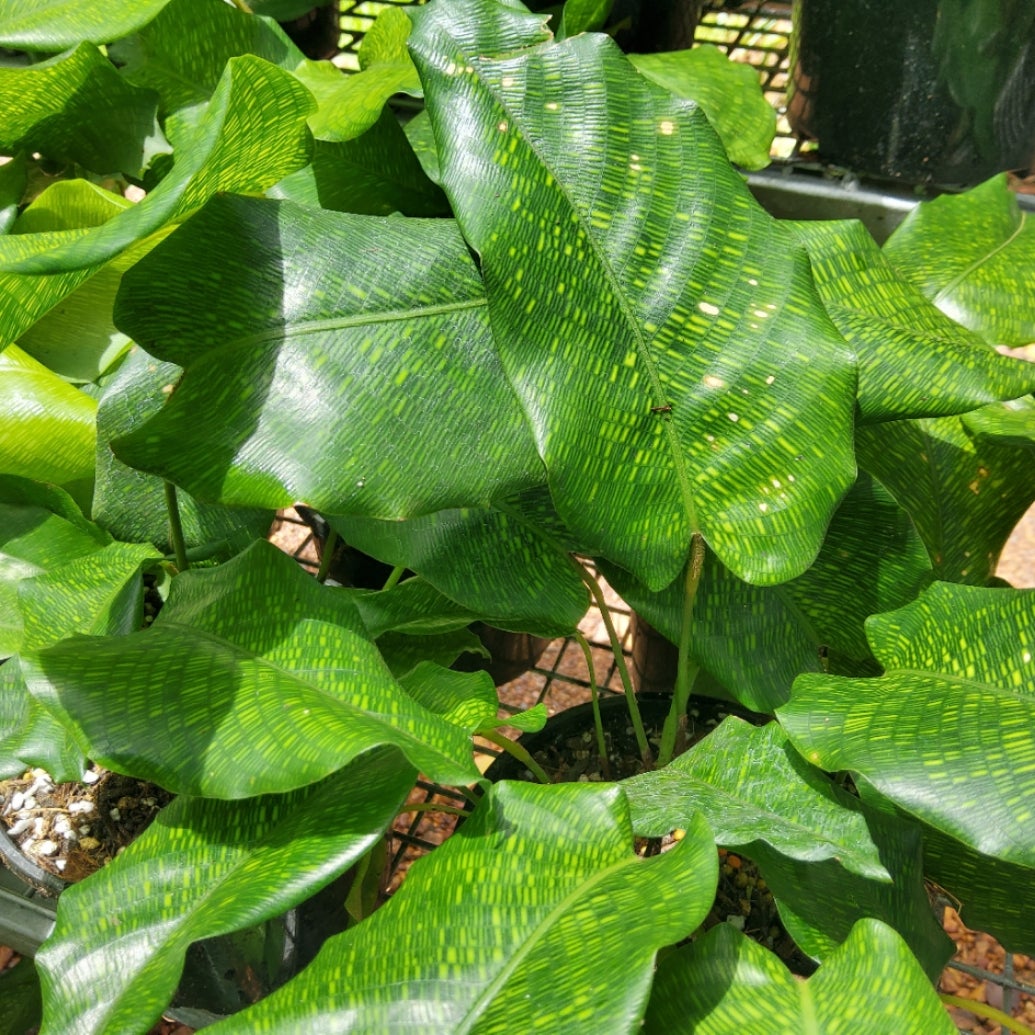 Calathea Musaica (Network Plant) 200mm | Norgate Nursery