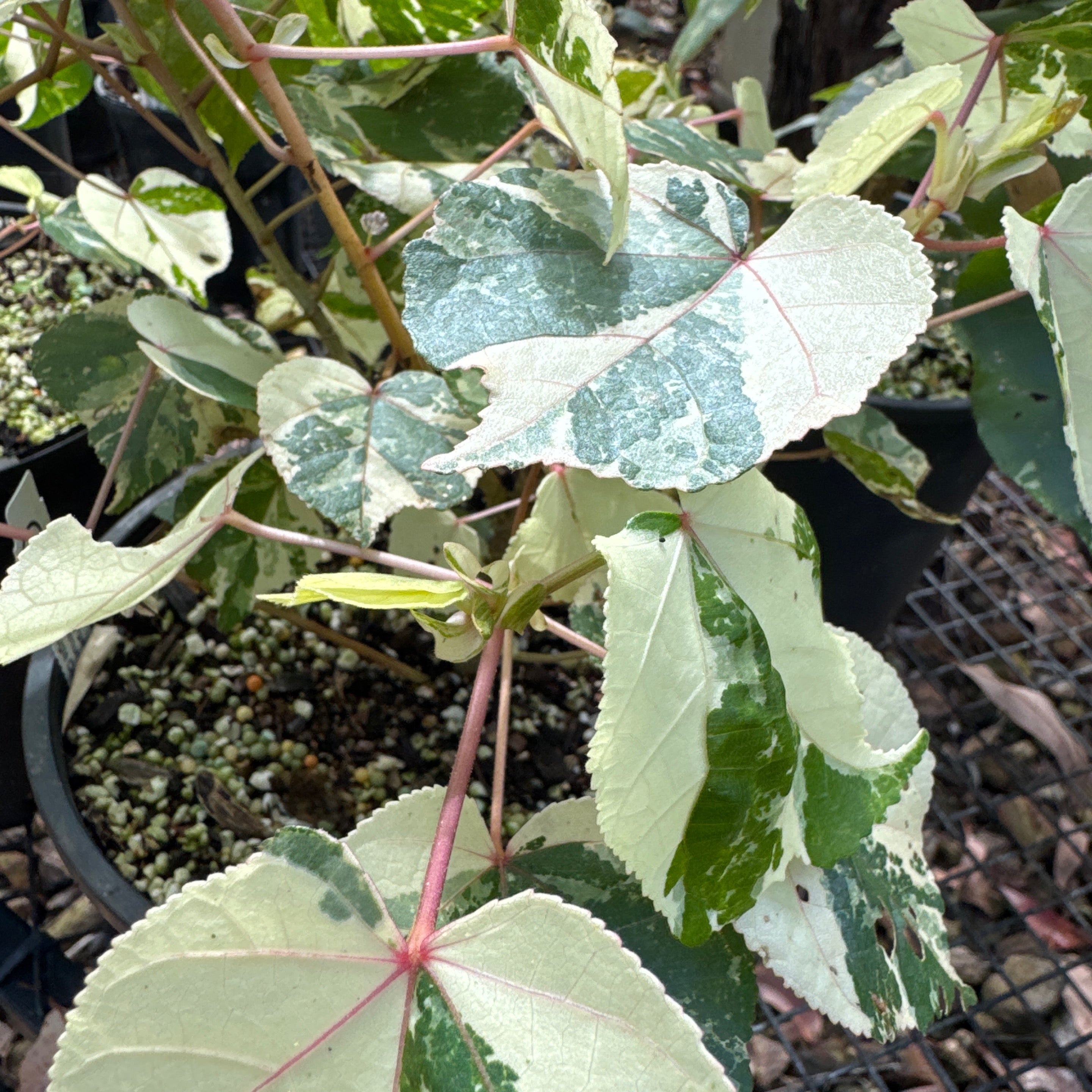 Talipariti Tiliaceum Variegata (Variegated Beach Hibiscus) 200mm ...