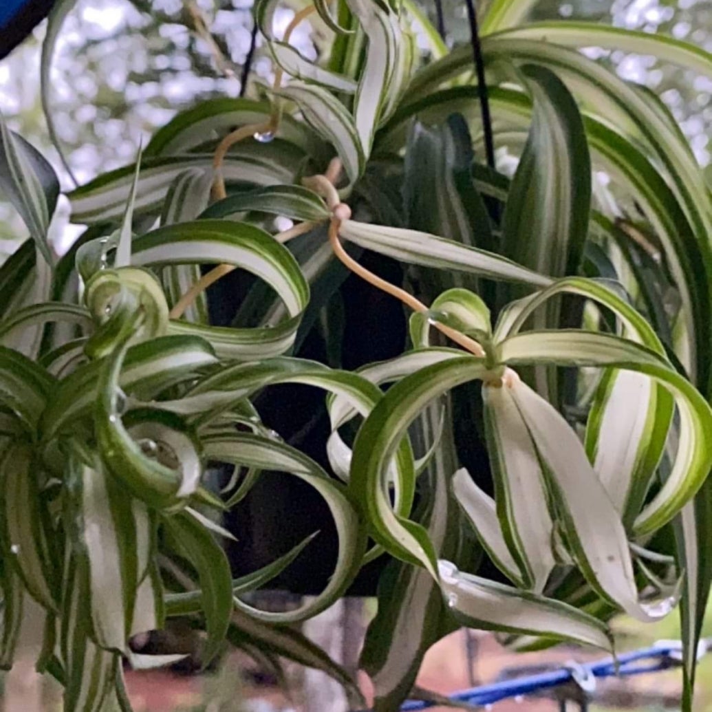 Chlorophytum Comosum (Curly Spider Plant) 125mm | Norgate Nursery