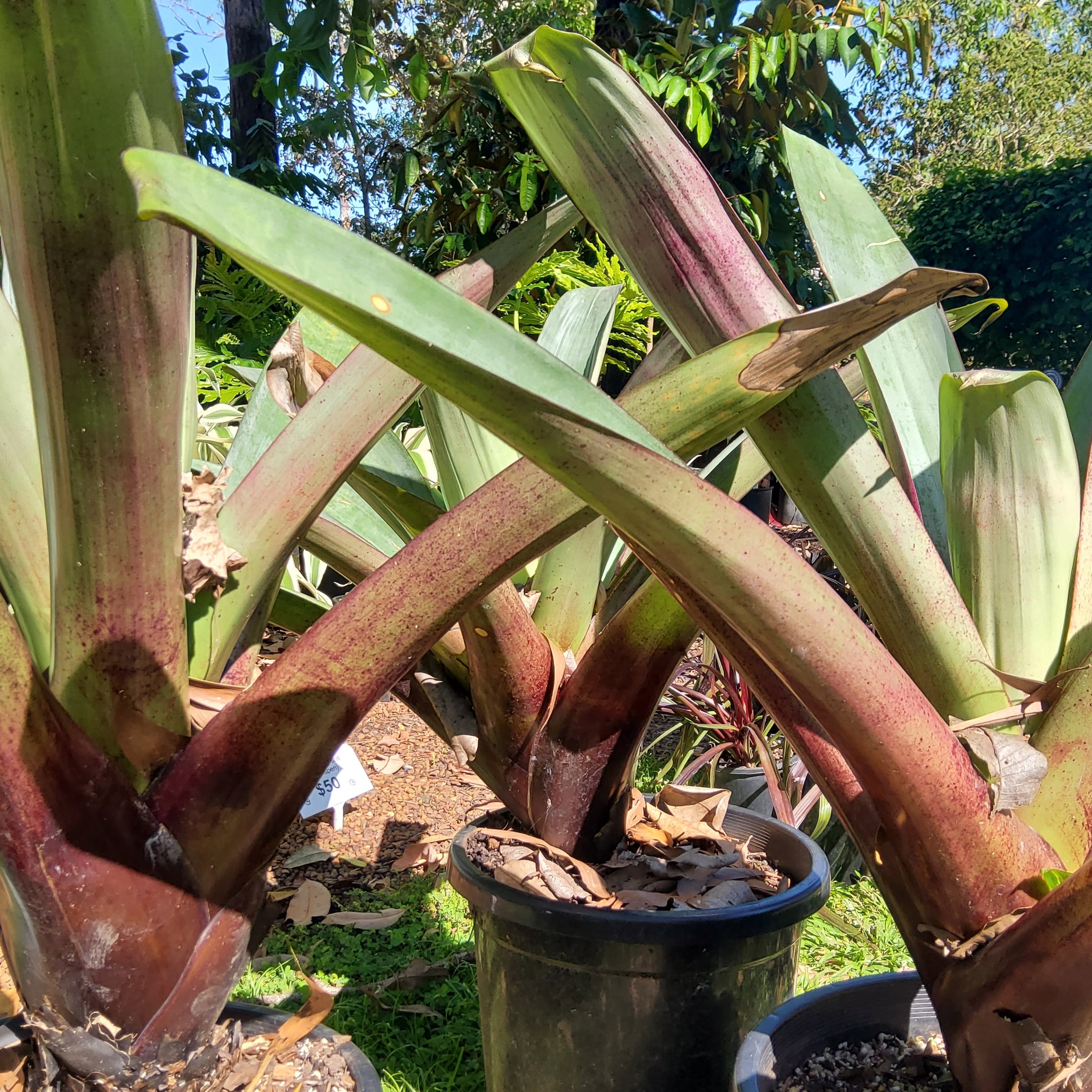 Alcantarea Imperialis Rubra (Imperial Bromeliad) 300mm | Norgate Nursery