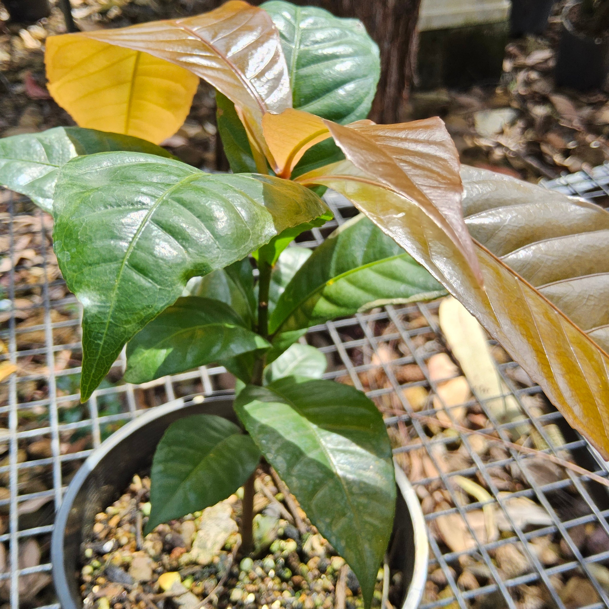 Gustavia Superba (Heaven Lotus) 140mm | Norgate Nursery