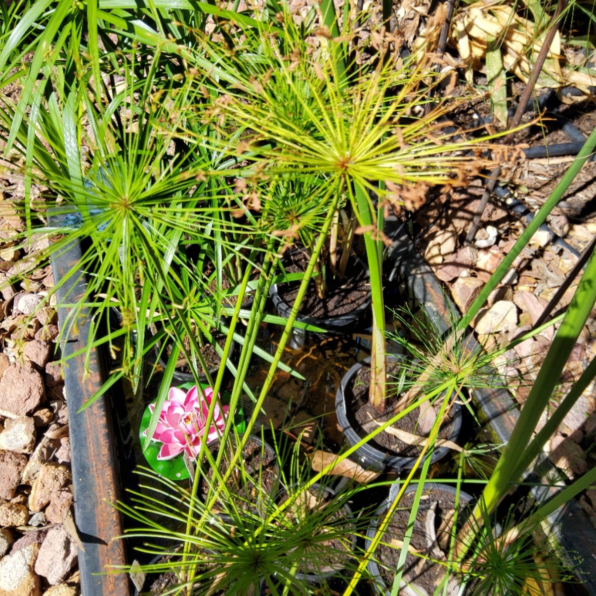 Cyperus Papyrus Nanus (Dwarf Paper Reed) Small | Norgate Nursery
