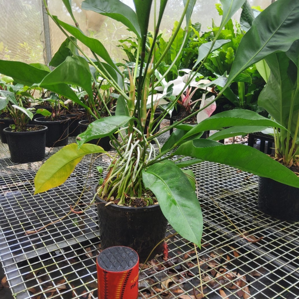 Anthurium Gracile 200mm | Norgate Nursery