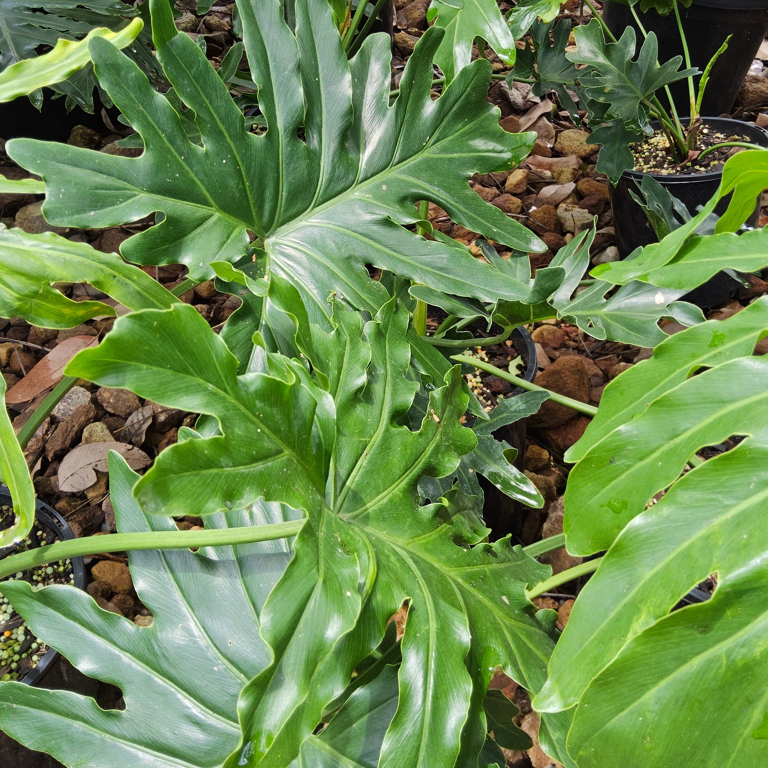 Philodendron Selloum Compactum 200mm | Norgate Nursery