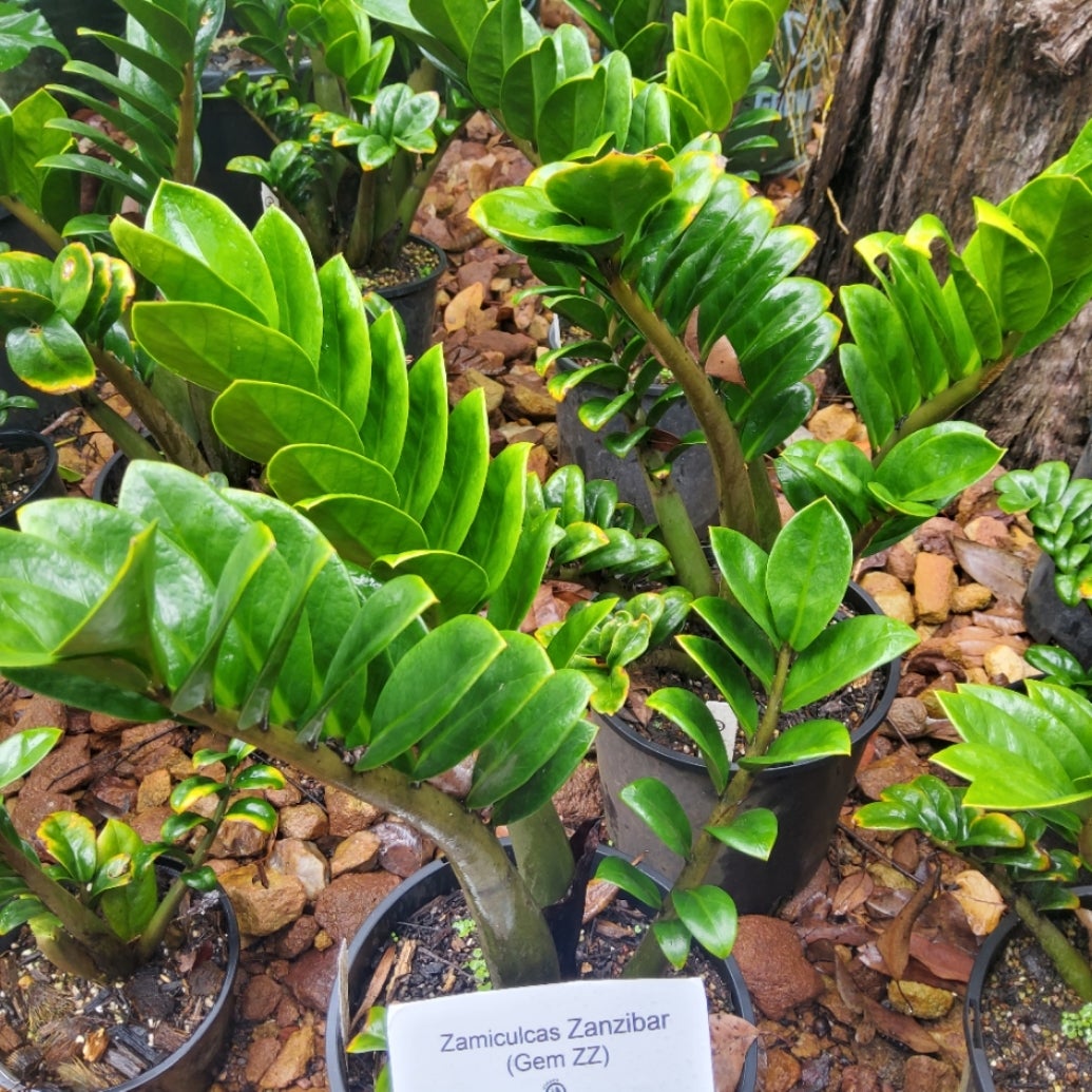 Zamioculcas Zamiifolia Zenzi (ZZ Zenzi) 200mm | Norgate Nursery