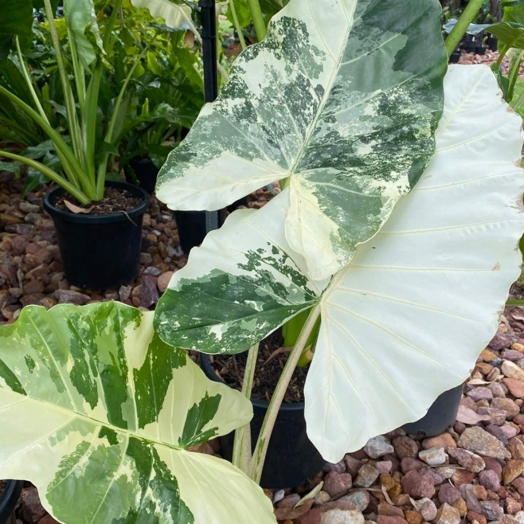 Alocasia Macrorrhiza Variegata (Variegated Elephant Ear) 200mm ...