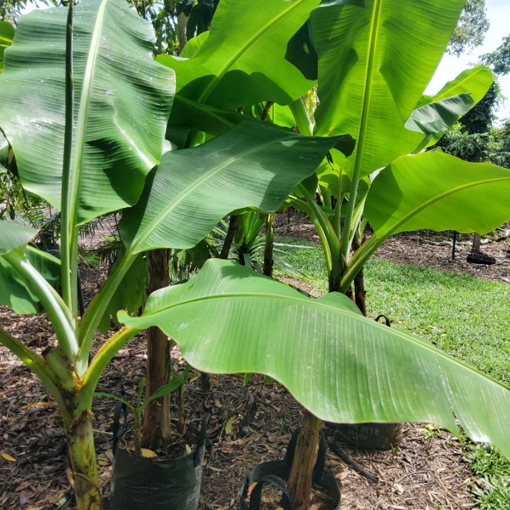 Musa Acuminata Cavendish (Edible Banana) 25L | Norgate Nursery